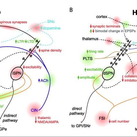 Huntingtons Disease Hd Preferential Loss Of Indirect Pathway Spiny Download Scientific