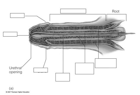 Male Sexual Organs P2 Diagram Quizlet