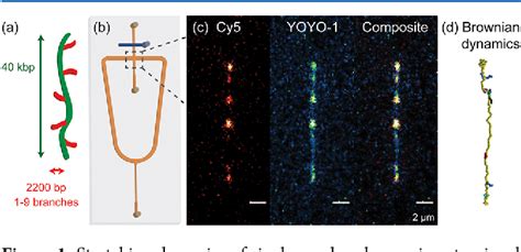Figure 1 From Stretching Dynamics Of Single Comb Polymers In Extensional Flow Semantic Scholar