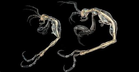Liropus Minusculus The Newest Species Of Skeleton Shrimp Imgur