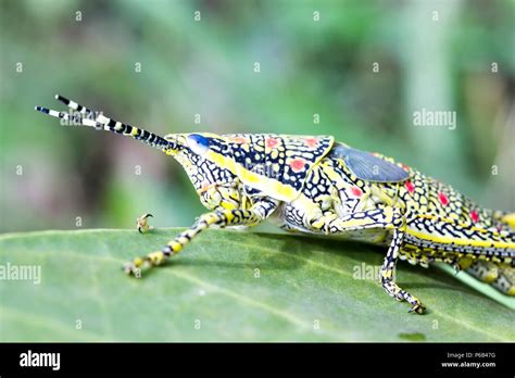 Poekilocerus Pictus Immature Painted Or Large Brightly Coloured