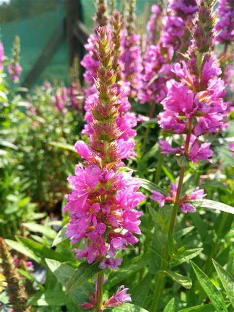 Lythrum Sal Robert 2l Van Arnhem Nursery