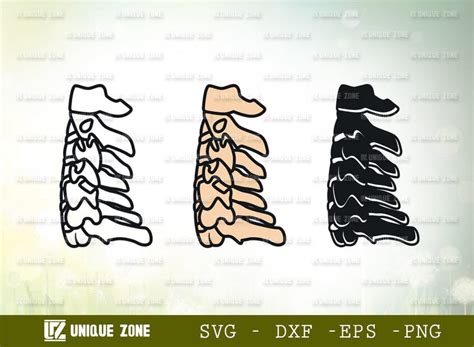 Anatomy Spine Svg Cut File Anatomy Svg Human Spine Svg Spine Svg