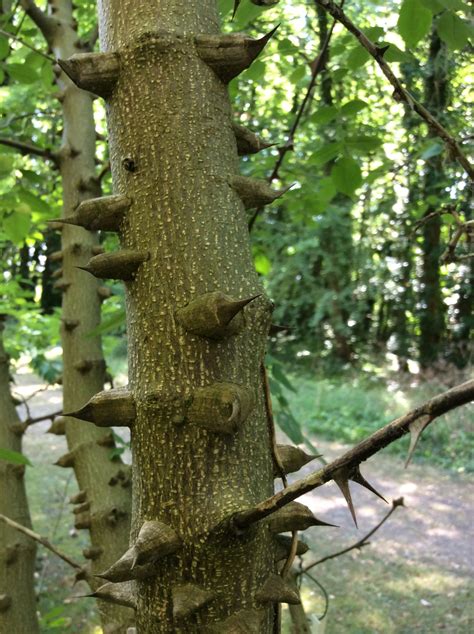 Evenley Wood The Toothache Tree Buckinghamshire Gardens Trust