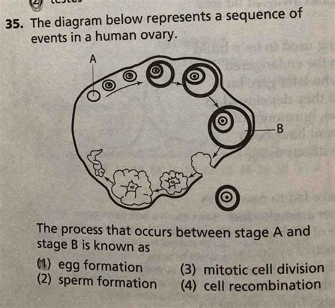 solved the diagram below represents a sequence of events in a human