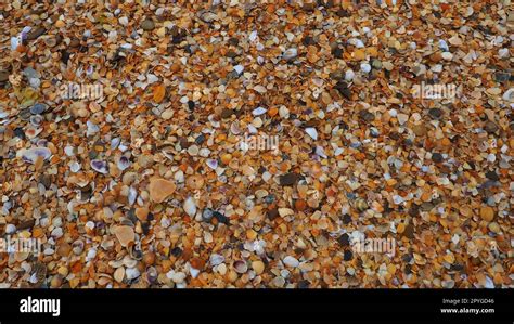 Shells From Gastropods Of Bivalve Molluscs Living In The Azov And Black