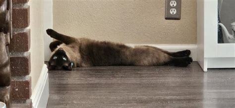 So Cute R Siamesecats