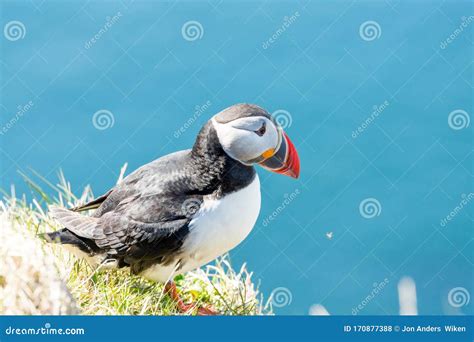Atlantic Puffinalca Arctica Closeup Wildlife Bird Portrait In The