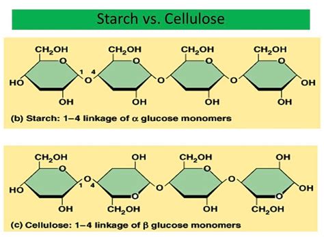 Cellulose Vs Starch Structure