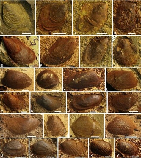 Bivalve Fossils From The Kele Section All Scale Bars Represent 2 5 Mm