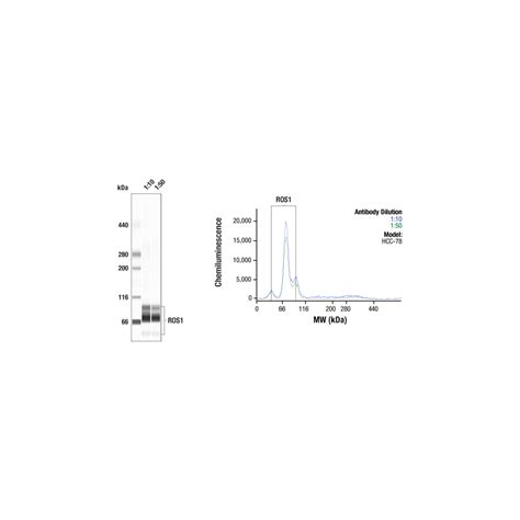 Ros1 D4d6® Rabbit Mab