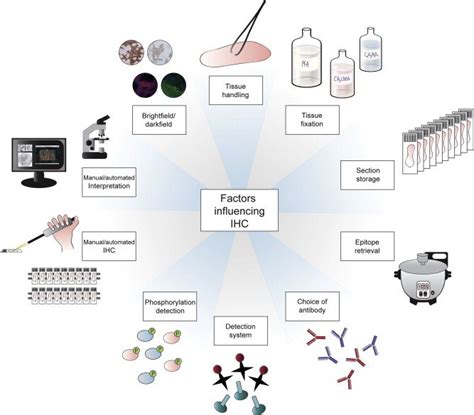 A Schematic Representation Of Various Factors Which May Influence The Download Scientific