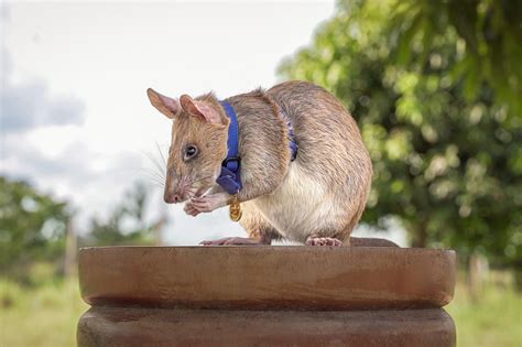 Herorats