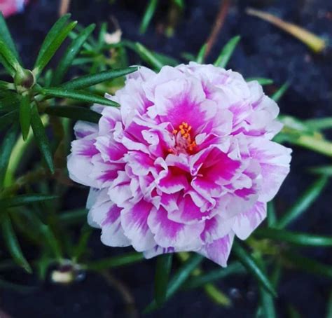 Menanam Bunga Krokot Mudah Banget