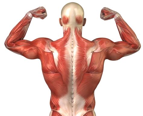 Anatomie Le Dos Blog Eric Favre Sport Nutrition Expert