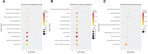 go analysis of lncrnas in the sequencing group a enrichment of
