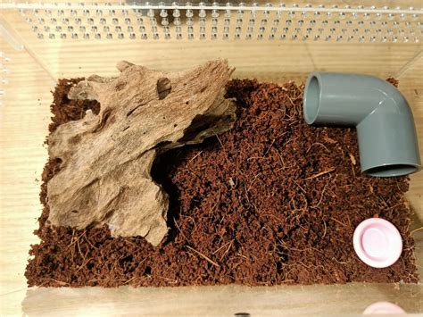 Im Planning On Getting An Adultjuvenile C Elegans Help Me With Its