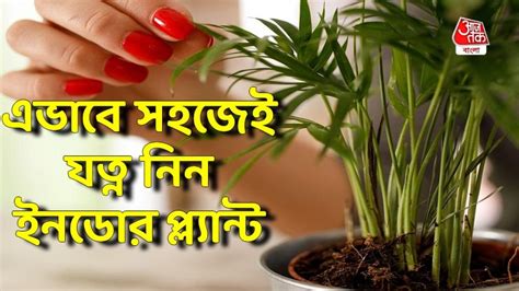 Indoor Plants বাড়িতে সহজেই করুন এই ৫ সুন্দর ইনডোর প্ল্যান্ট 🪴 ঘর সাজানোর জন্য আদর্শ Aaj Tak