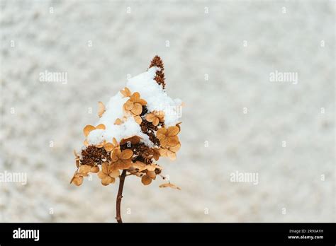 Hydrangea Common Names Hydrangea Or Hortensia Hydrangea Macrophylla
