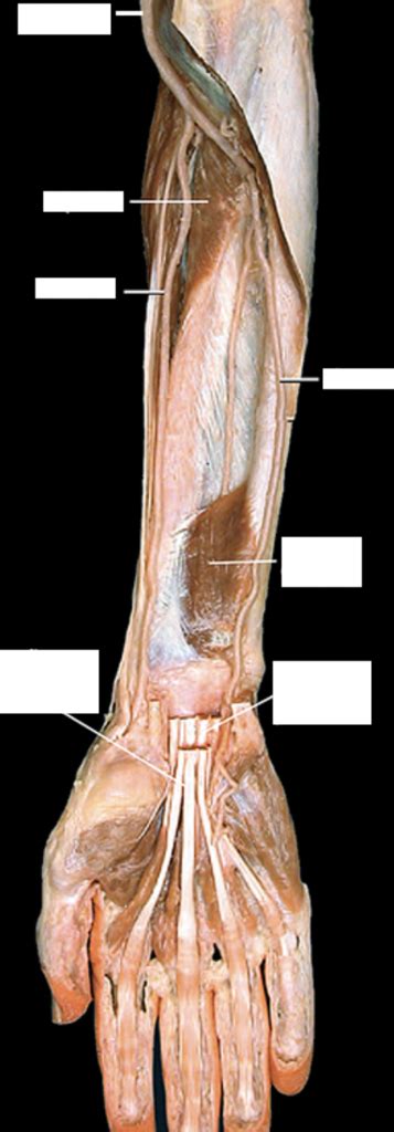 Upper Appendage Muscles And Structures Diagram Quizlet