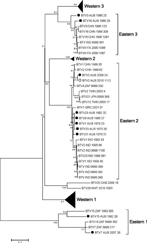 Phylogenetic Tree Showing Relationship Between The Nucleotide Coding