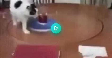 Catual Insanity Album On Imgur