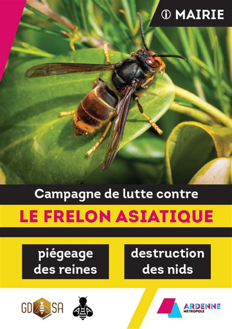Lutte Contre Le Frelon Asiatique Commune De Warcq
