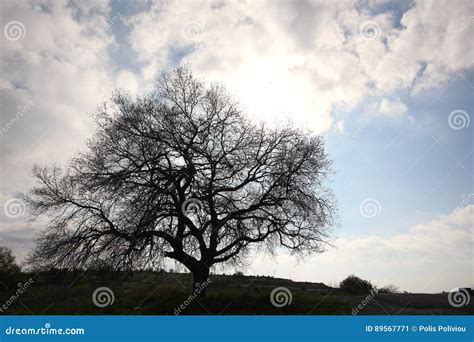 Naked Tree Stock Image Image Of Beauty Field Cyprus