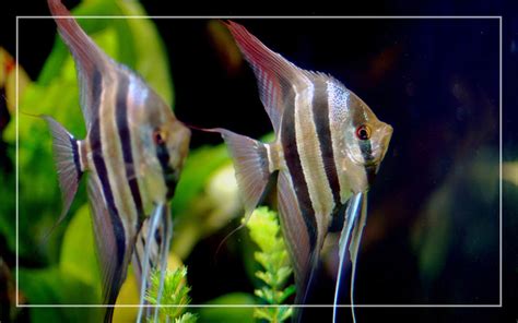 How To Breed Angelfish Beginners Guide To Breeding Freshwater Angelfish