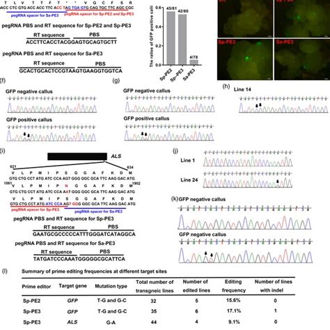 developing a prime editing system for precision genome engineering in