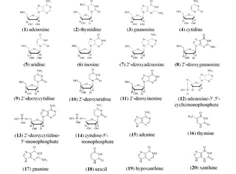 Chemical Structures Of Investigated Nucleosides And Nucleobases Download Scientific Diagram