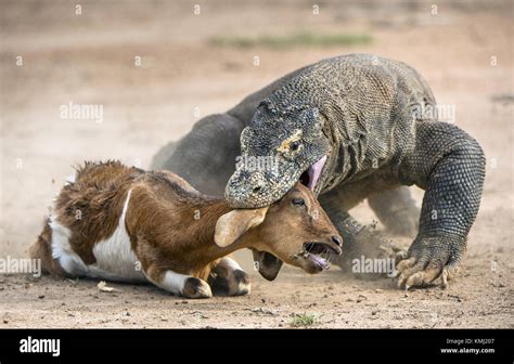 The Dragon Attacks The Komodo Dragon Attacks The Prey The Komodo