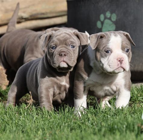 Kotsur Land американские бульдоги староанглийские бульдоги французские бульдоги