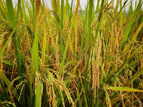 indonesian farmers celebrate a season of abundance as paddy grains overflow golden rice grains