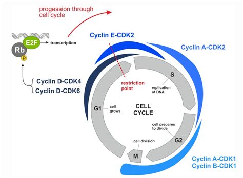 Atirmociclib Pf 07220060 Pfizer Oncology Development Website