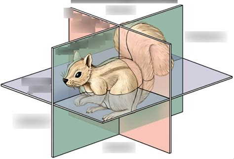 Bilateral Symmetry Diagram Quizlet