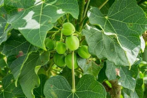 Effortless Beauty With The Flowering Jatropha Tree In Your Garden