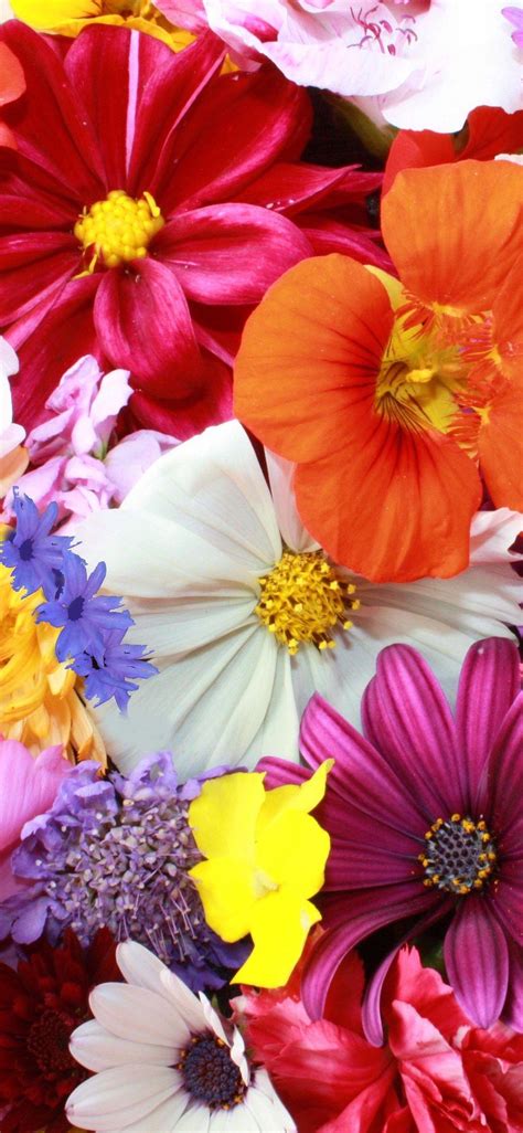 Colorful Flower Wallpapers Top Free Colorful Flower Backgrounds