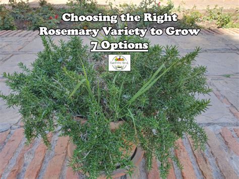 Choosing The Right Rosemary Variety To Grow 7 Options Gardening Break