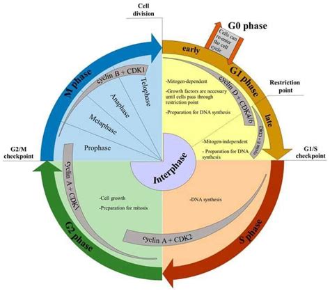 Understanding The Cell Cycle And Its Phases Ruchita I Khapne Posted