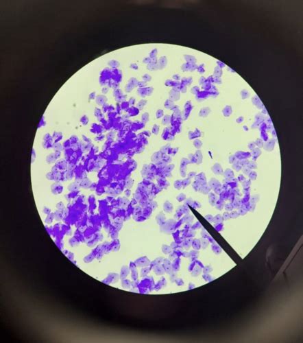 Anatomy Lab Practical 1 Flashcards Quizlet