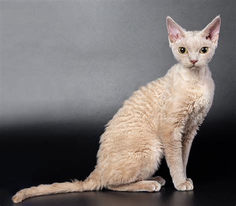 Die Devon Rex Im Rasseportrait Stylecats® Magazin