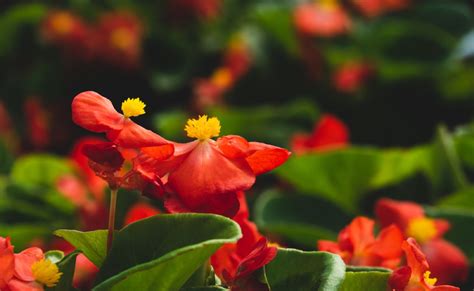 Wax Begonia Vs Tuberous Begonia Key Differences Explained Foliage