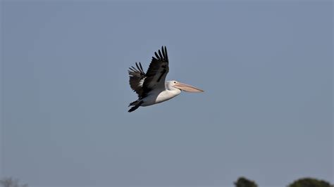 «pelican 1080p 2k 4k Full Hd Wallpapers Backgrounds Free Download