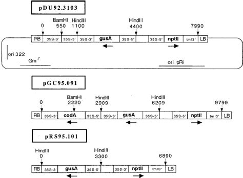 Binary Plasmid Vectors Used For The Transformation Of Japanese Download Scientific Diagram