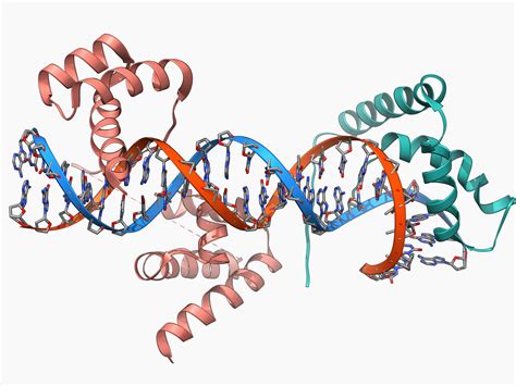 An Introduction To Dna Transcription