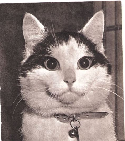 Koma 🐈 Profile Album Of The Year