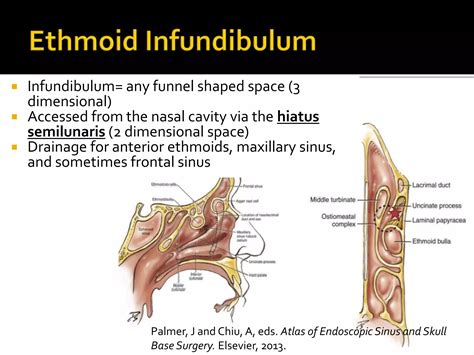 Sinus Anatomy Lectures Western Residents Advanced Endsocopic Sinus