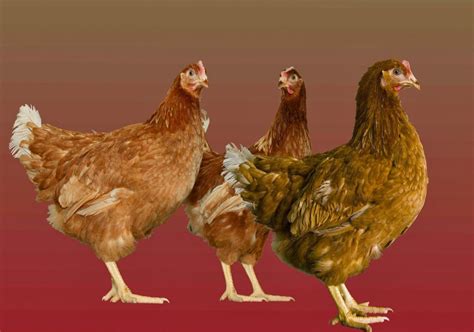 Куры несушки ломан 43 фото