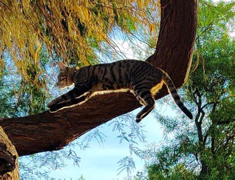 Tic Engaging Hover Technique Rtacticalissuecat